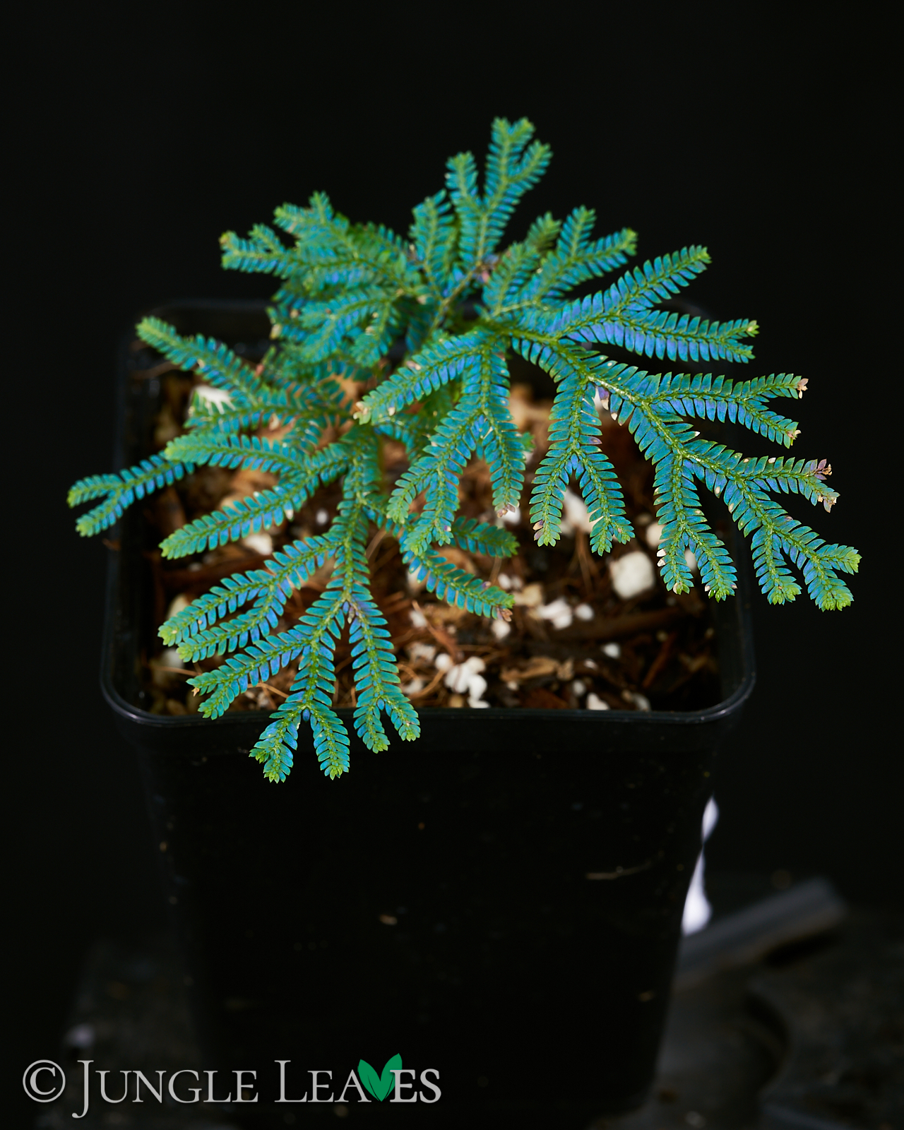 Selaginella siamensis - Warm & Stilvoll | Winterkollektionen für jeden ...